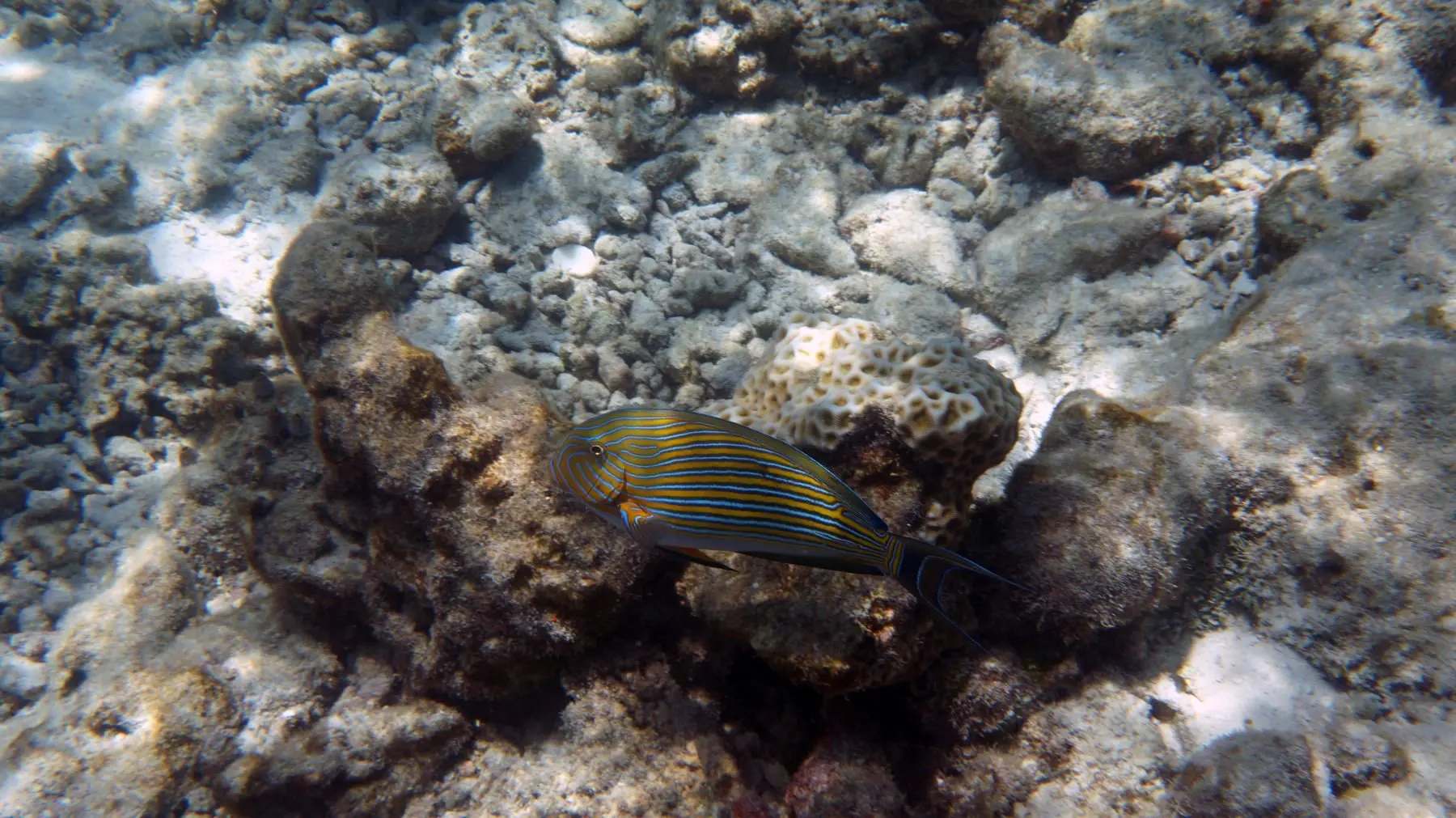Acanthurus lineatus: Species factsheet