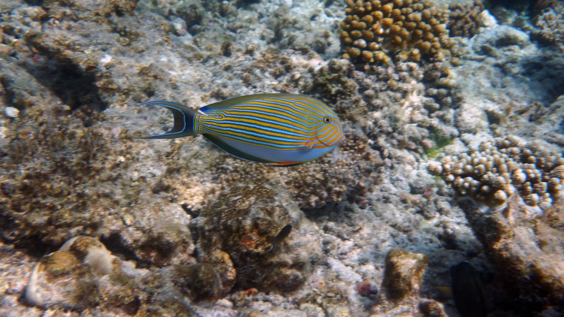 Acanthurus lineatus: Species factsheet