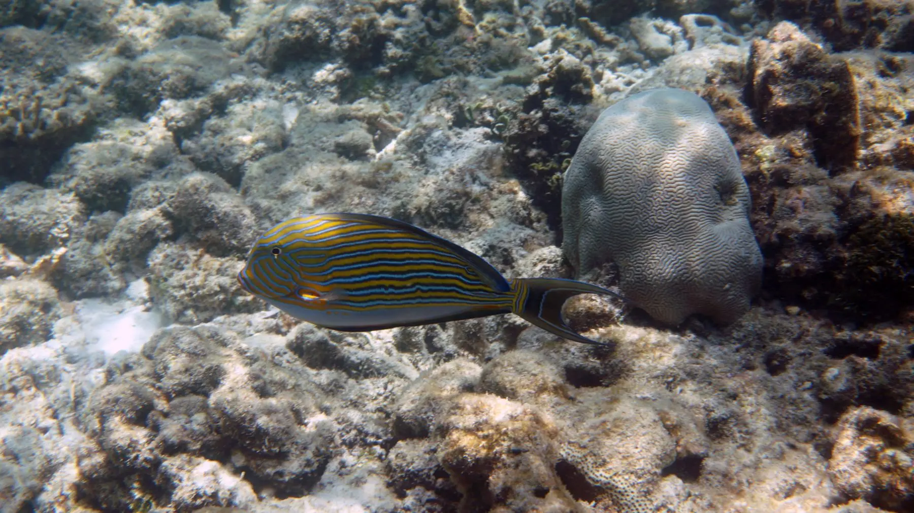 Acanthurus lineatus: Species factsheet