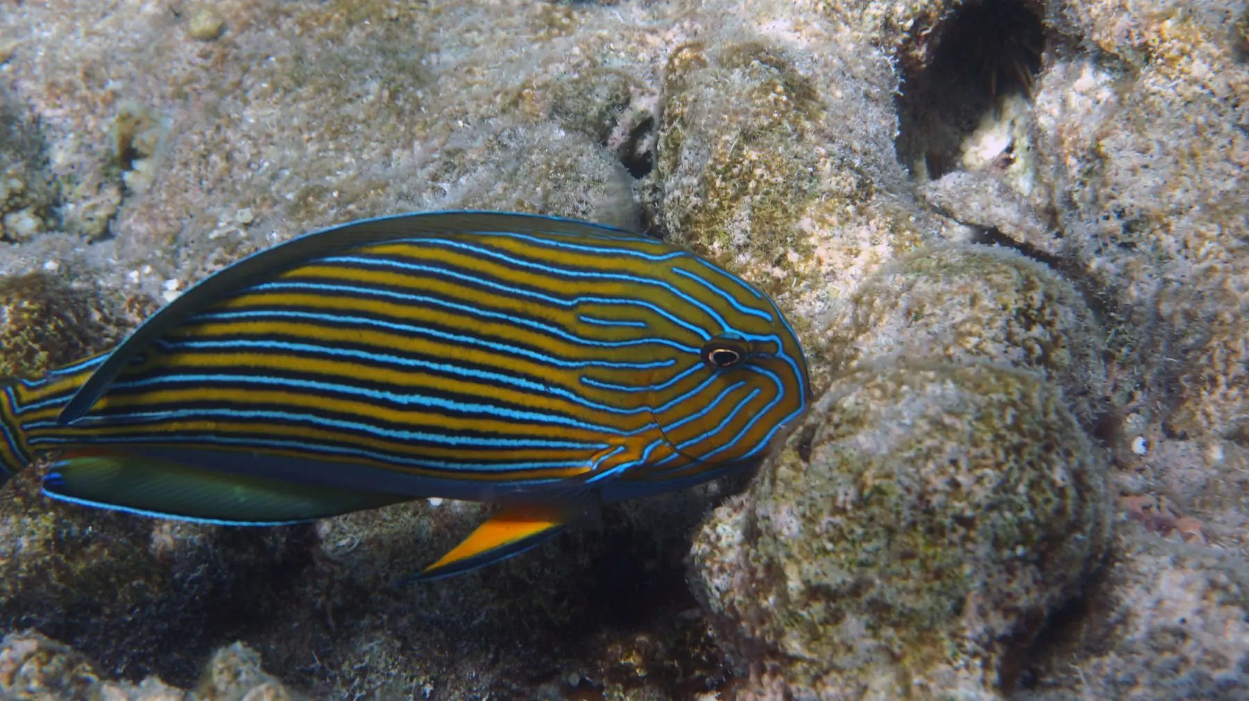 Acanthurus lineatus: Species factsheet