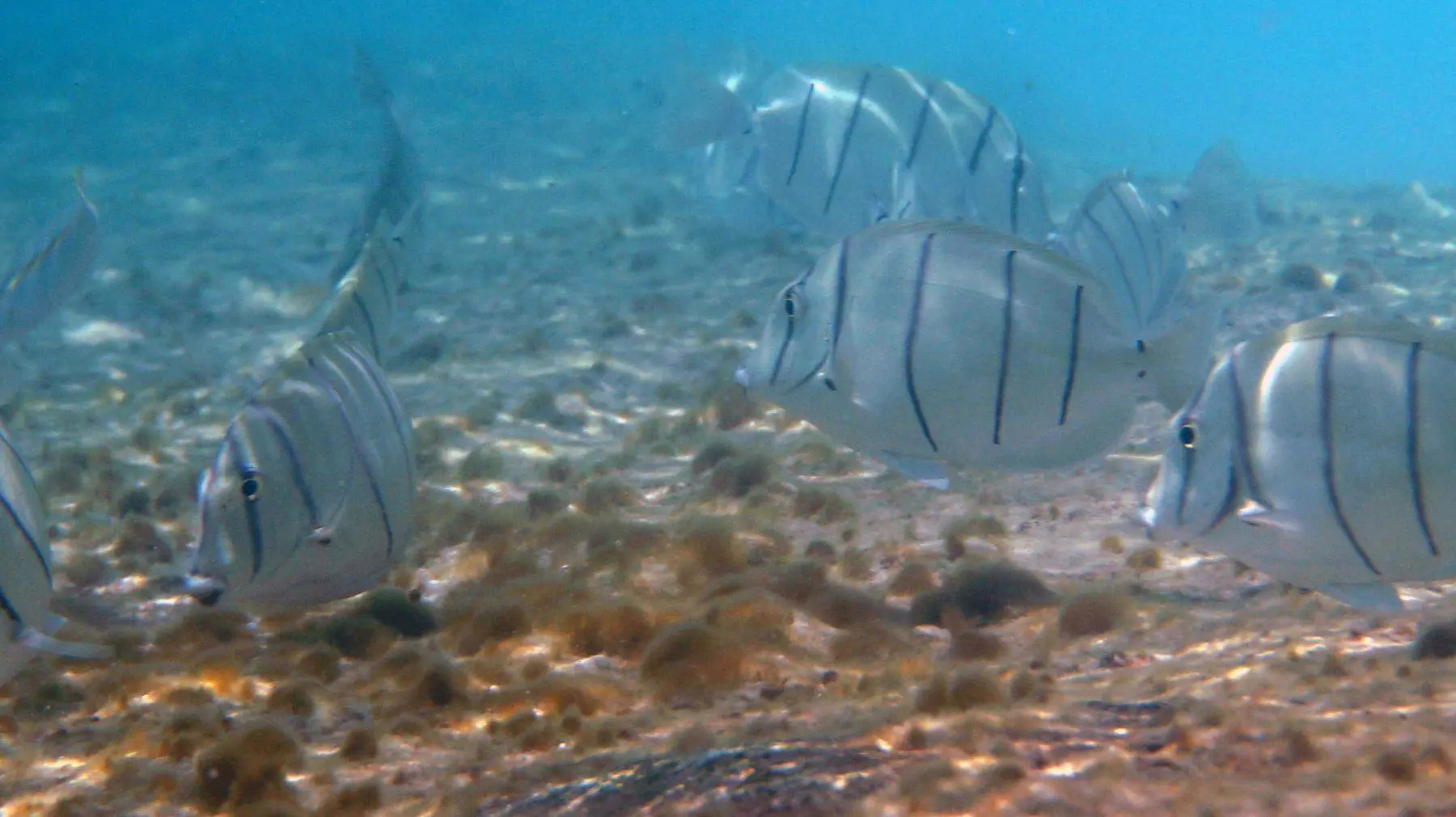 Acanthurus triostegus: Ficha de especie