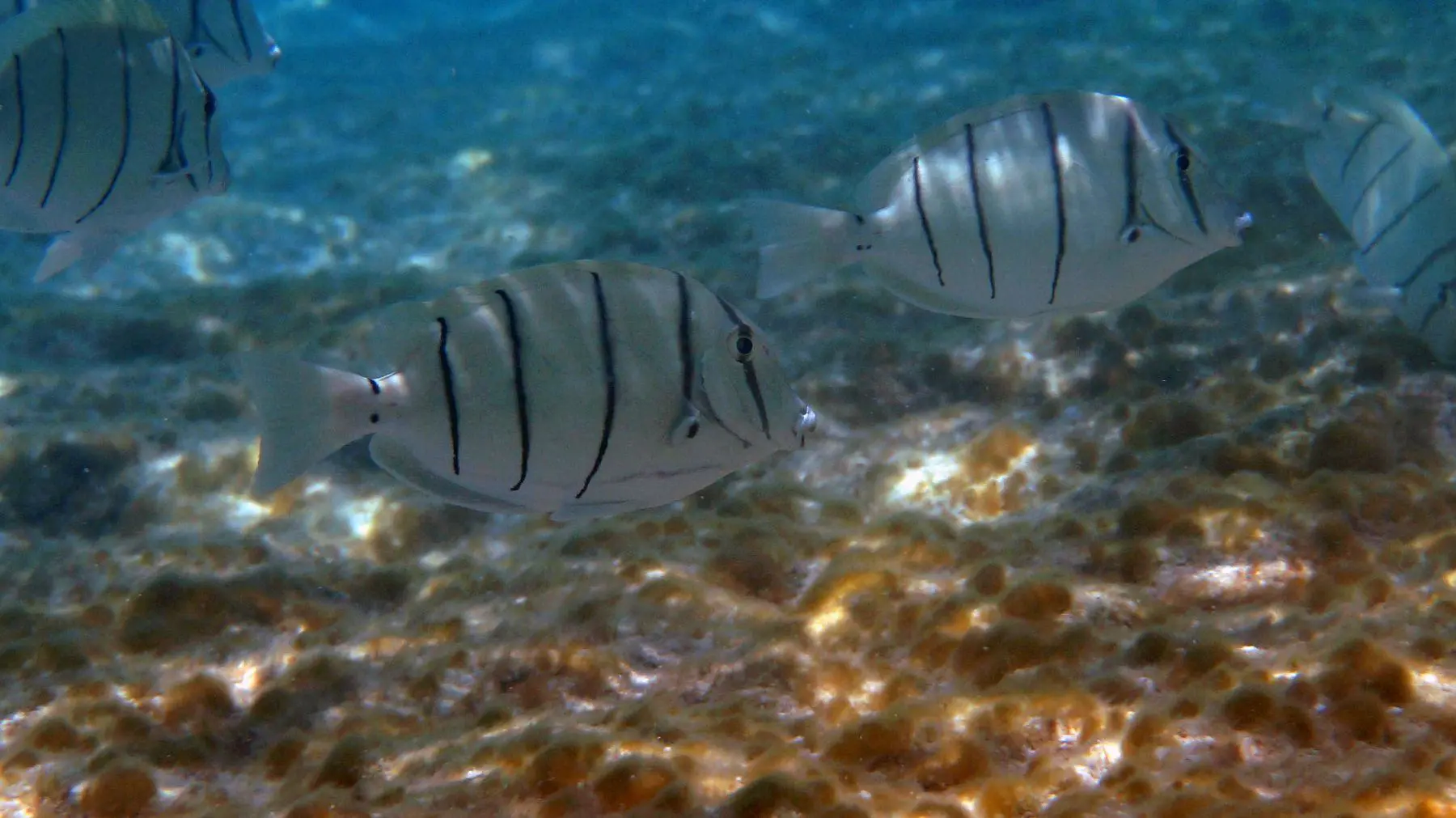 Acanthurus triostegus: Ficha de especie
