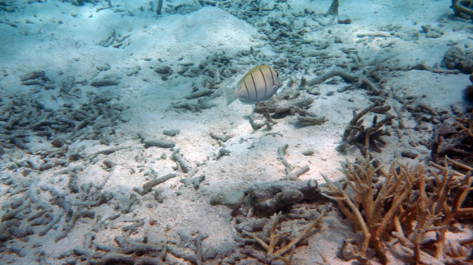 Acanthurus triostegus: Ficha de especie