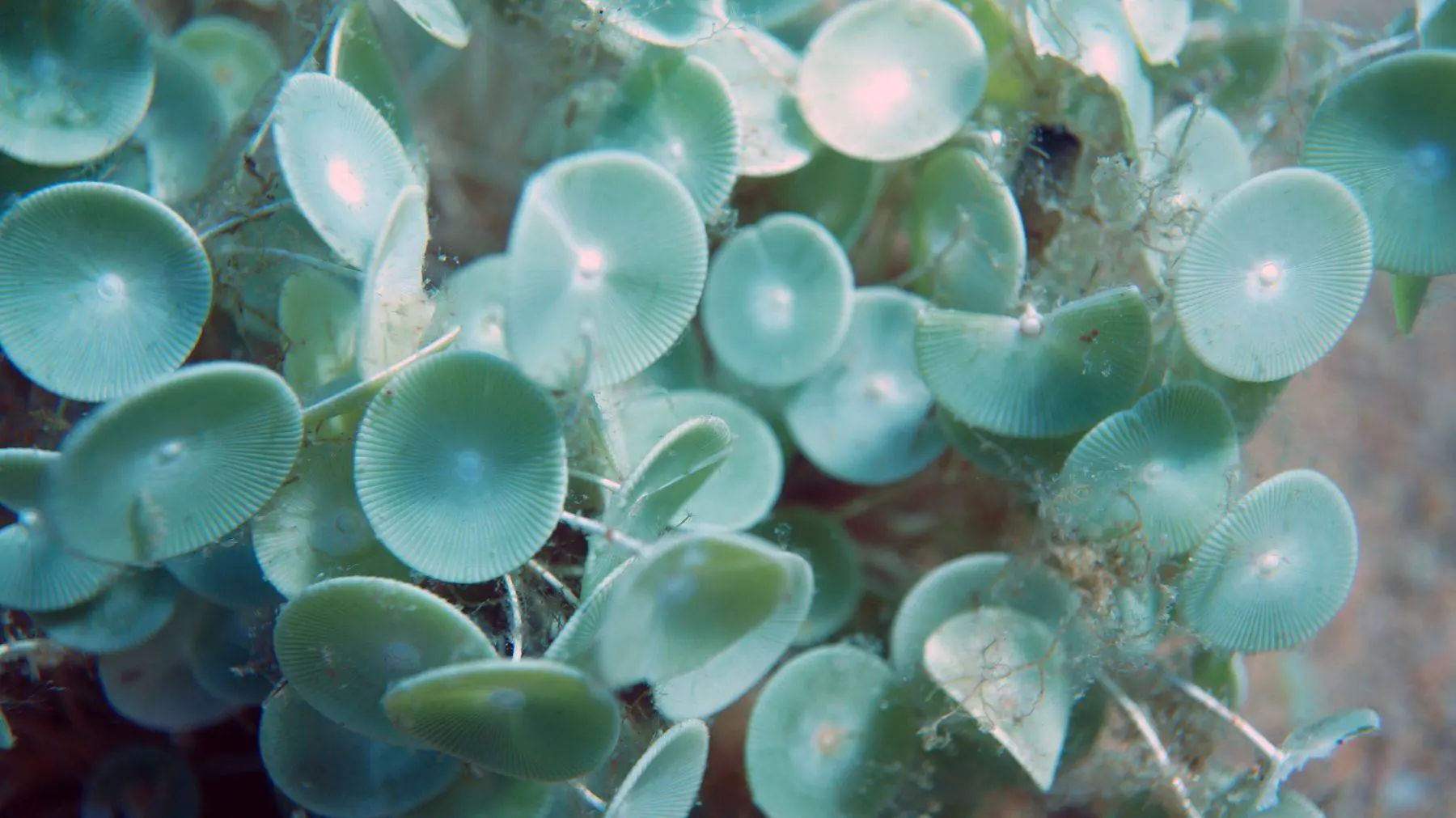 Acetabularia Mediterranea