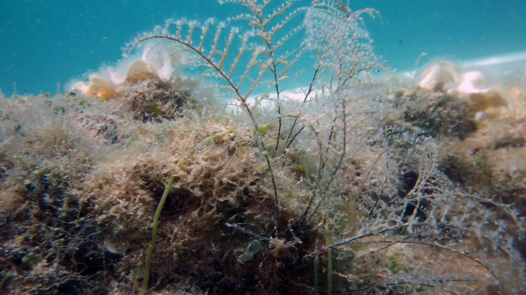 Aglaophenia pluma: Species Factsheet