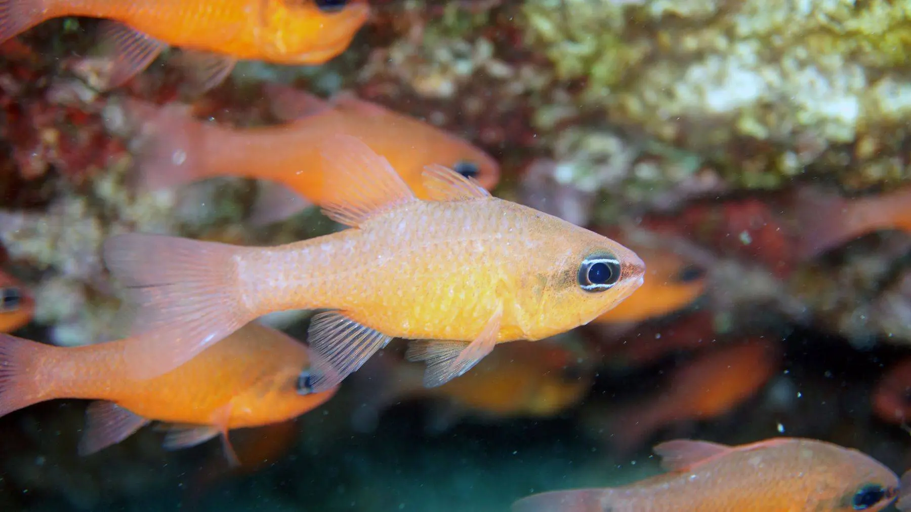 Apogon imberbis: Species Factsheet