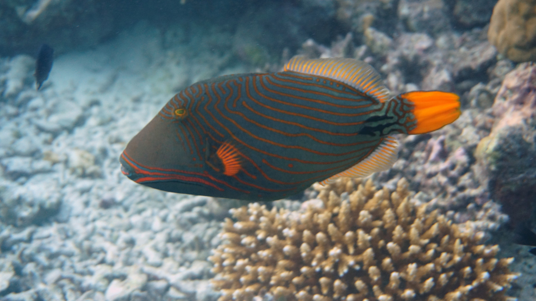 Balistapus undulatus – Ficha de la especie, características y distribución