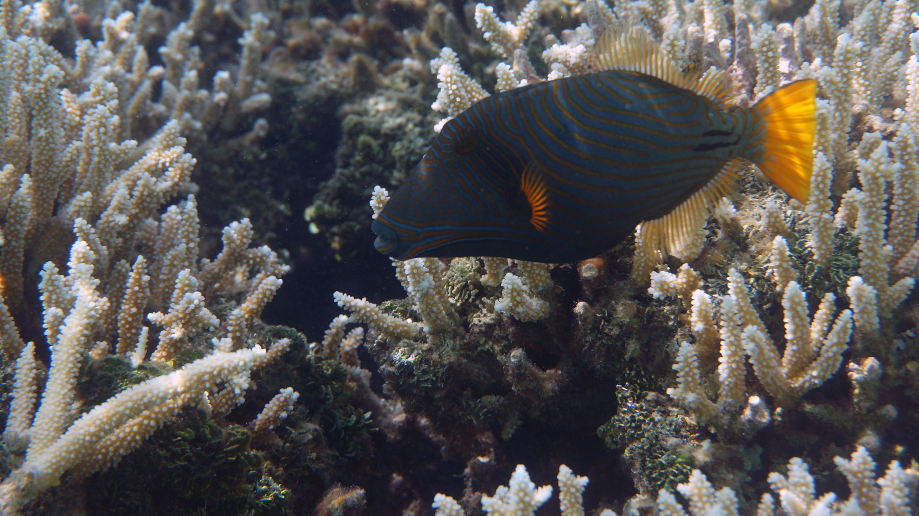 Balistapus undulatus – Species profile, features and distribution