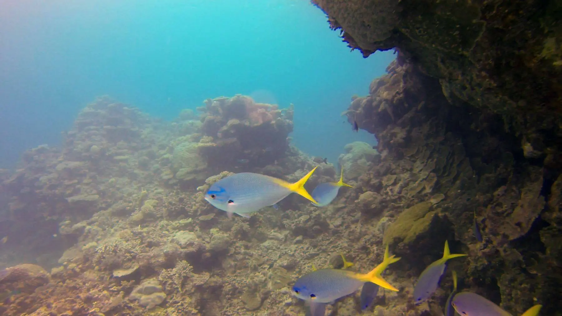 Caesio teres: Species Factsheet