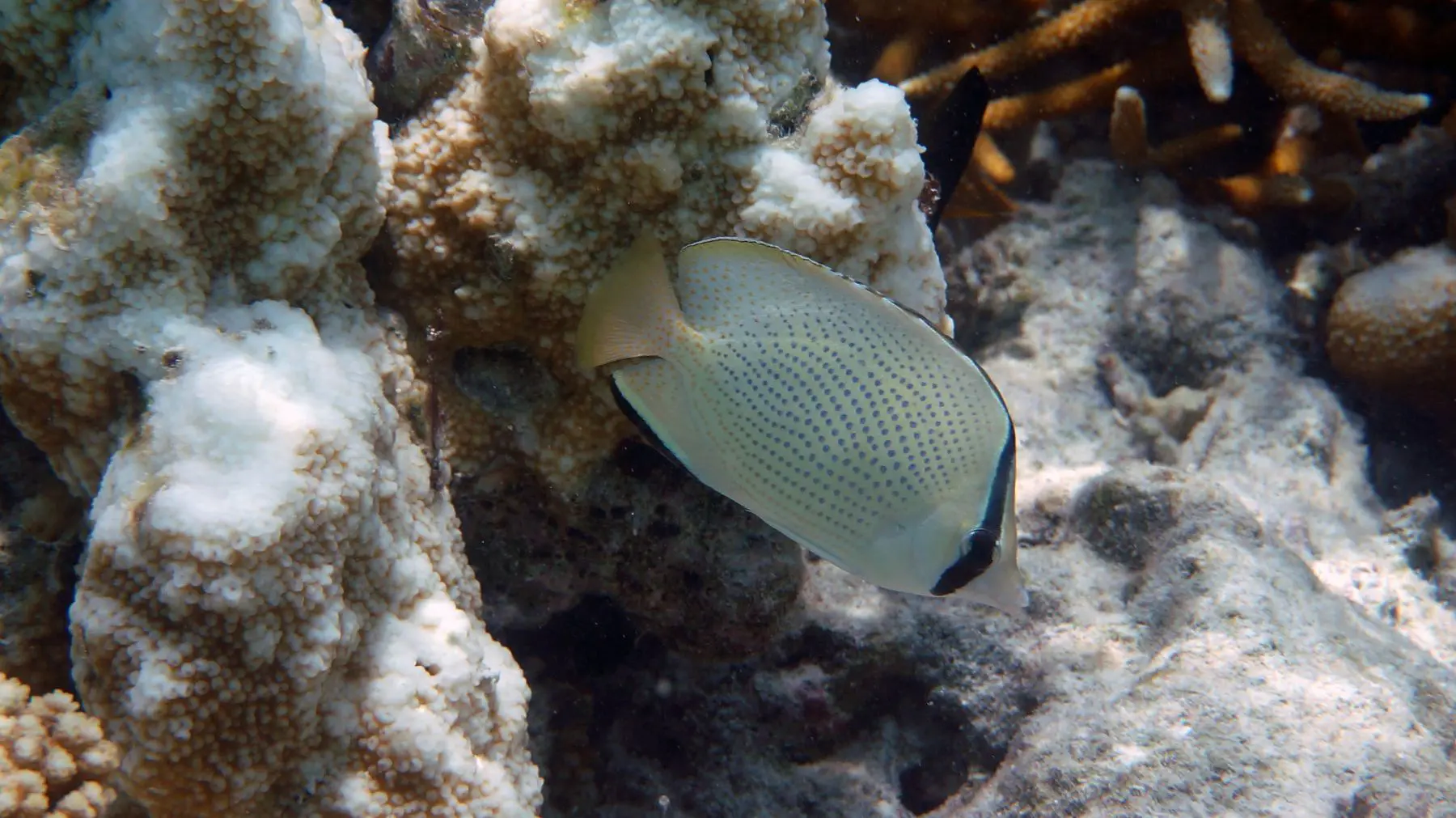 Chaetodon citrinellus: Ficha de especie