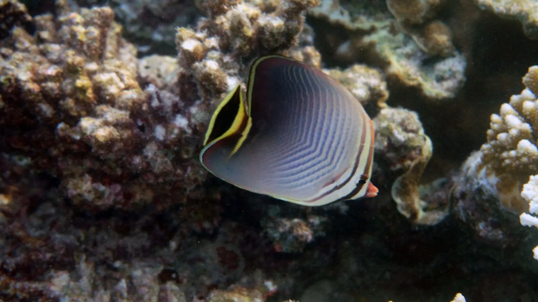 Chaetodon triangulum: Ficha de especie