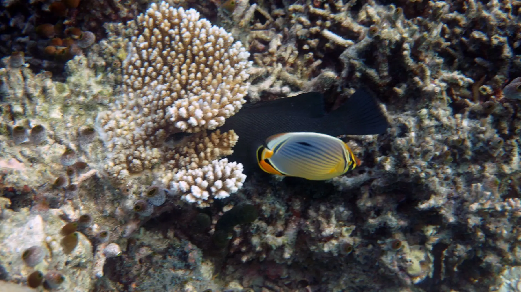 Chaetodon trifasciatus: Species Factsheet