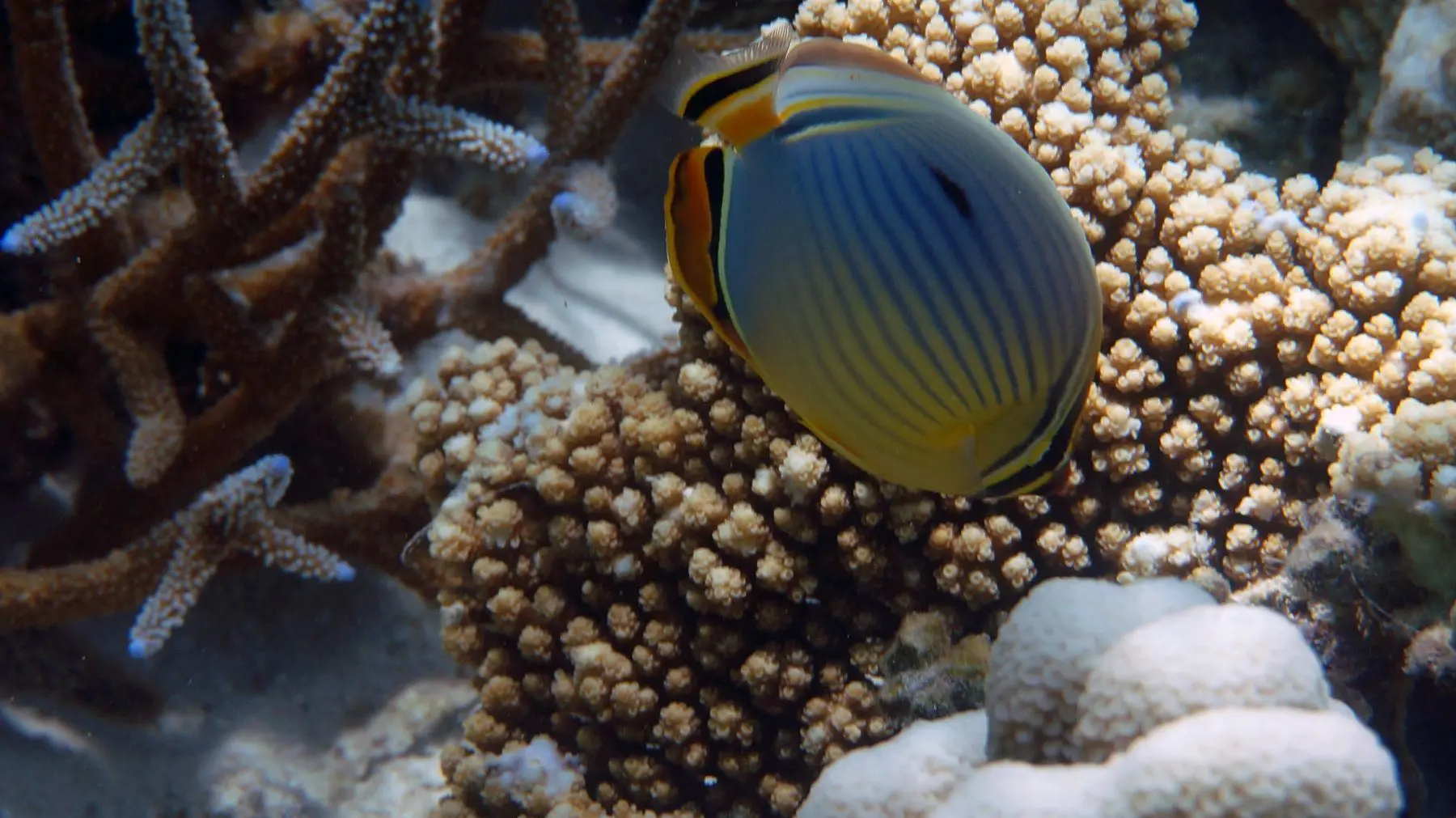 Chaetodon trifasciatus: Species Factsheet