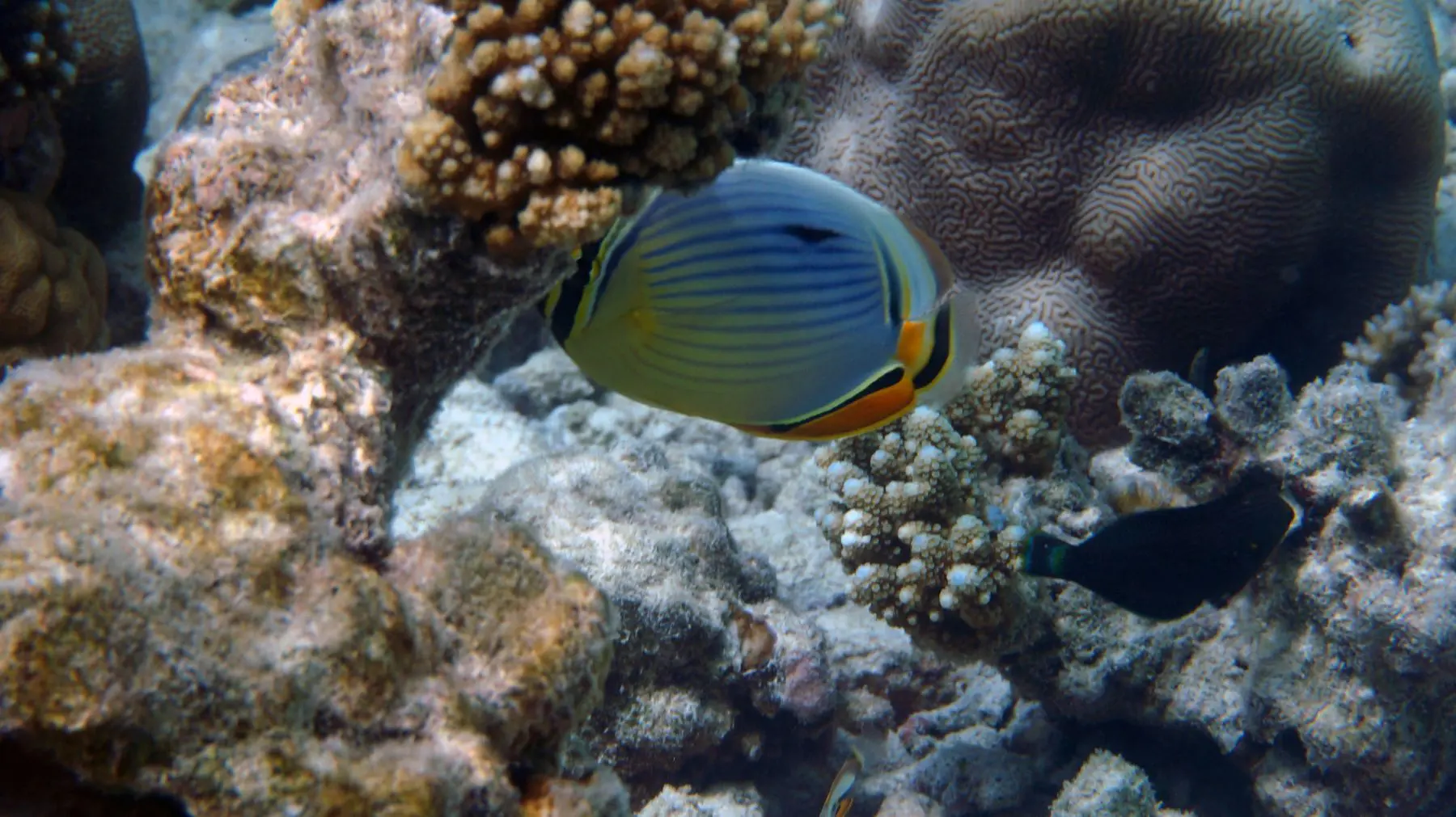 Chaetodon trifasciatus: Species Factsheet