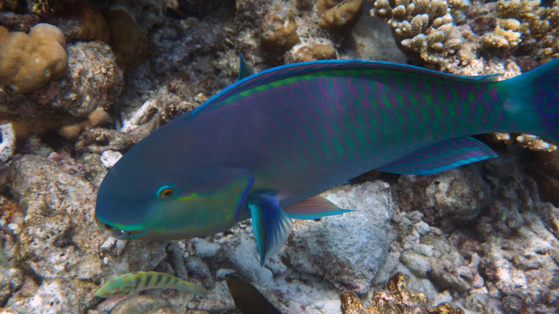 Chlorurus strongylocephalus: Species Factsheet