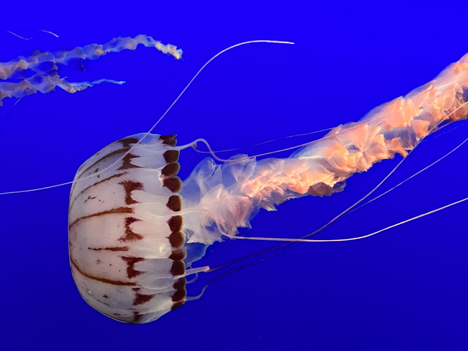 Chrysaora colorata – Species profile, features and distribution