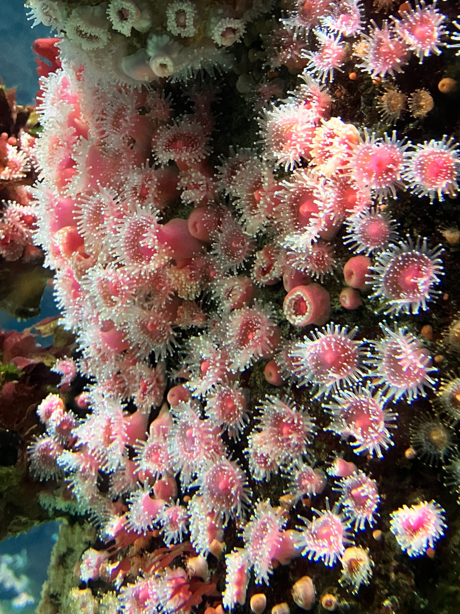 Corynactis californica – Ficha de la especie, características y ...