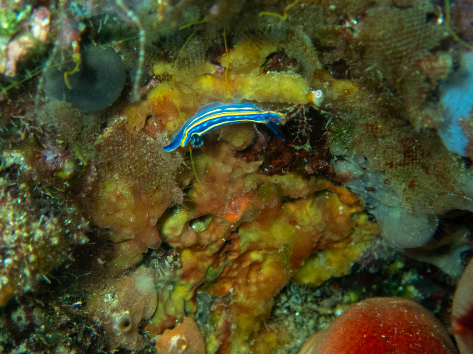 Felimare tricolor – Ficha de la especie, características y distribución