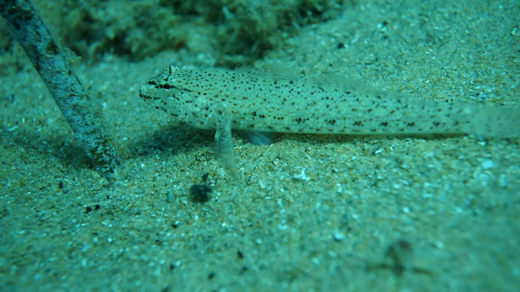 Gobius geniporus: Species factsheet