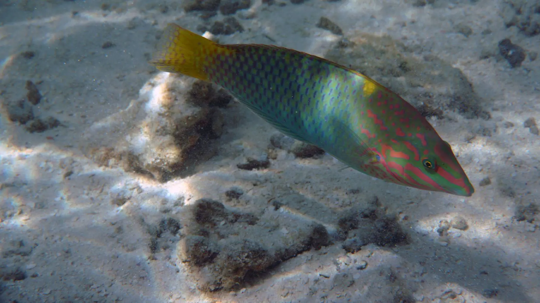 Halichoeres hortulanus: Ficha de especie