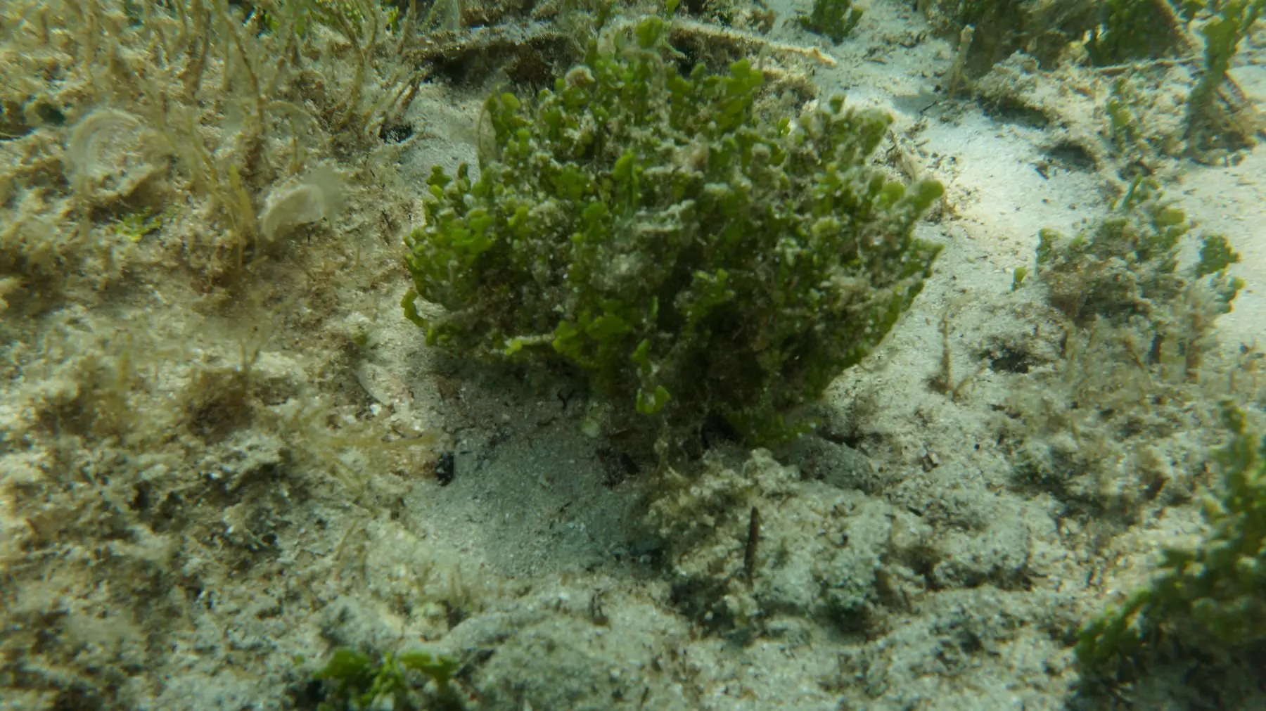 Halimeda tuna: Species Factsheet