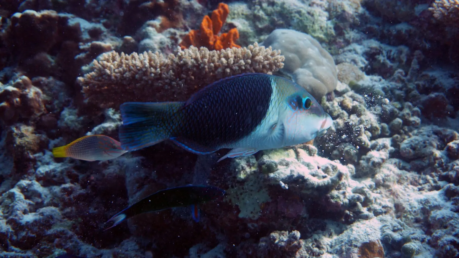 Hemigymnus melapterus: Ficha de especie