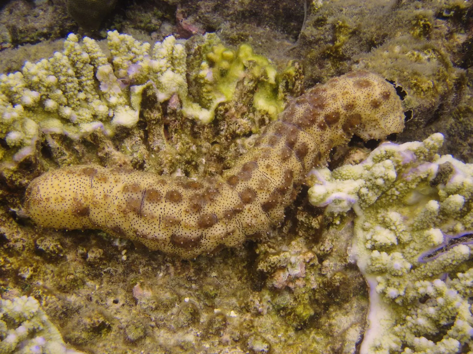 Holothuria impatiens: Species factsheet