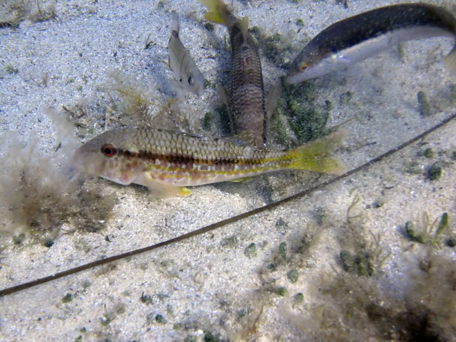 Mullus surmuletus: Species Factsheet