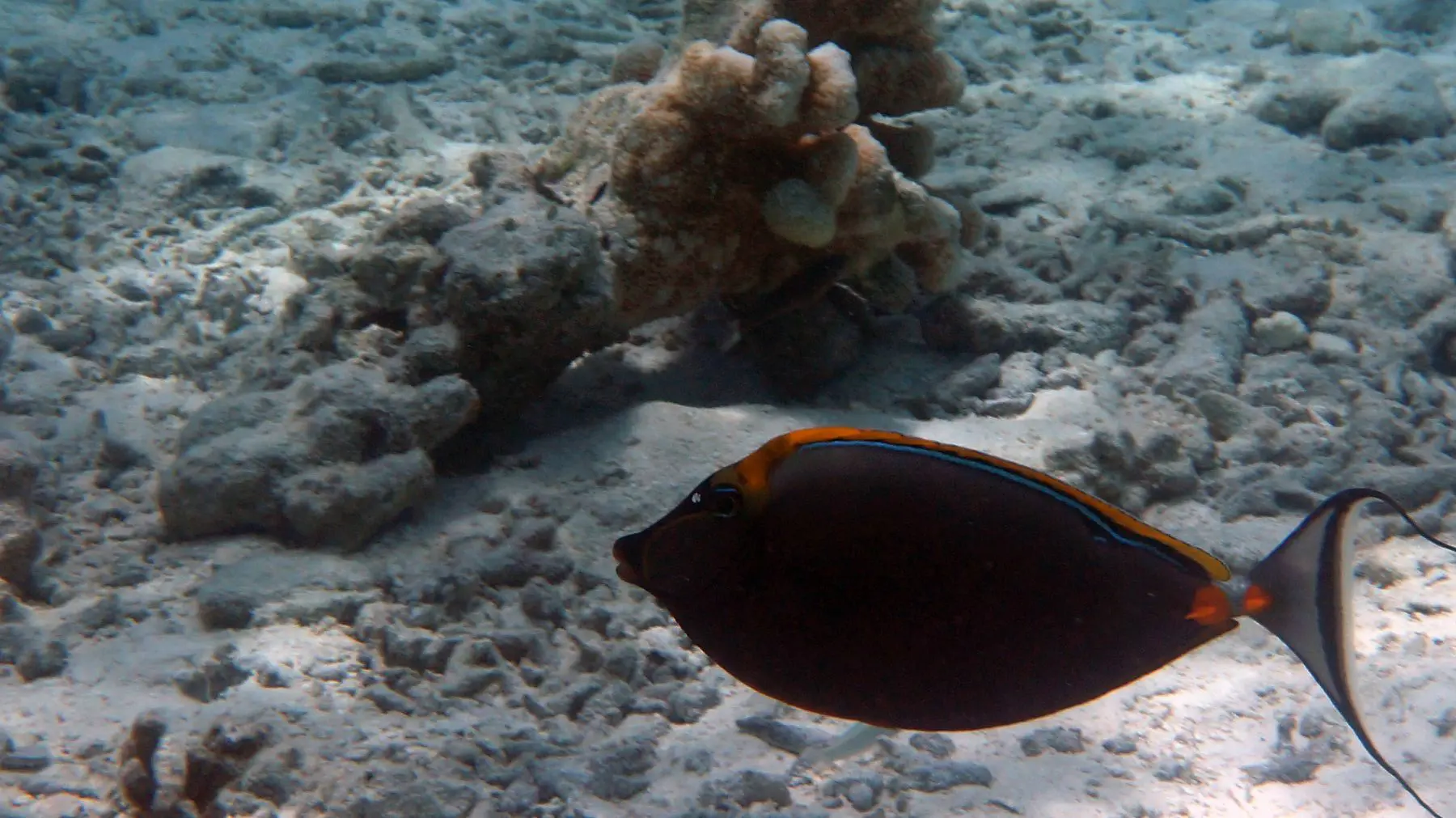 Naso elegans: Species factsheet