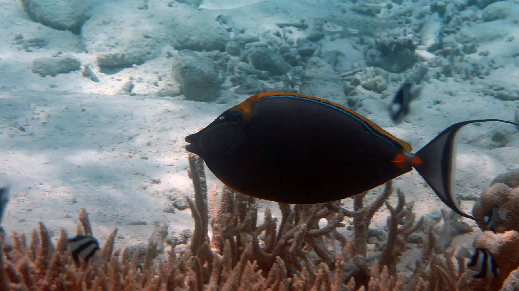 Naso elegans: Species factsheet