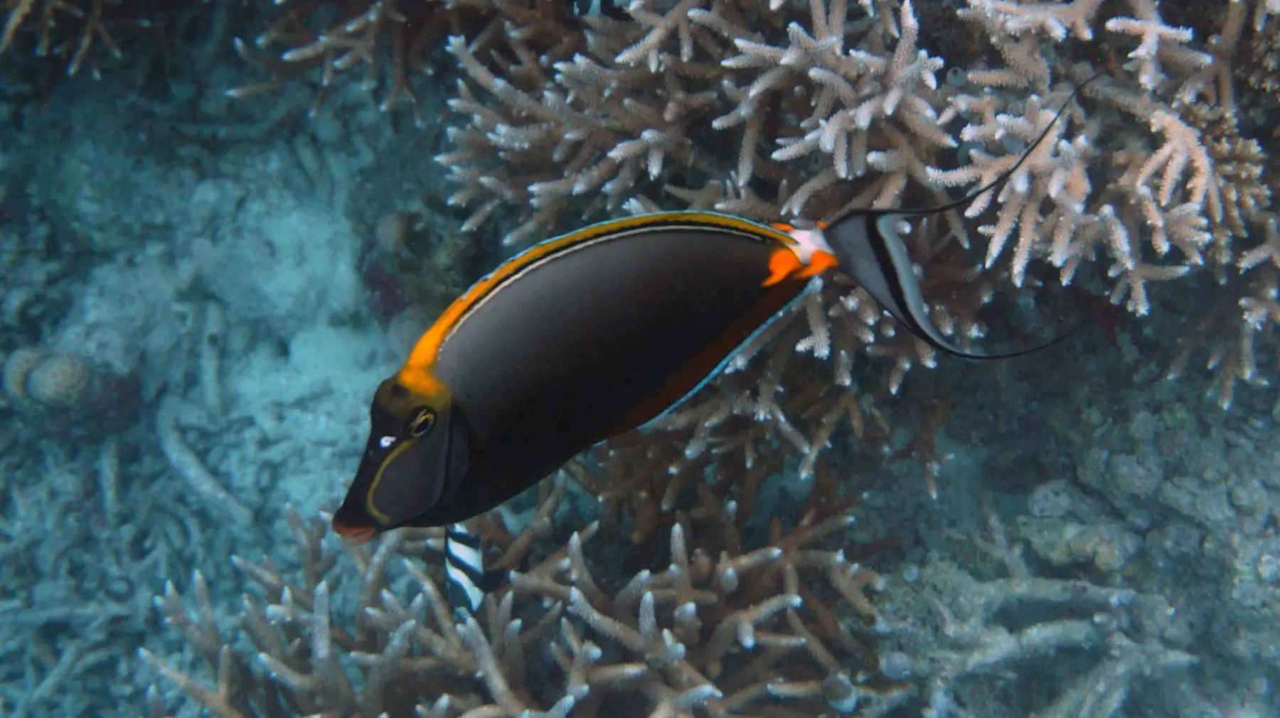 Naso elegans: Species factsheet