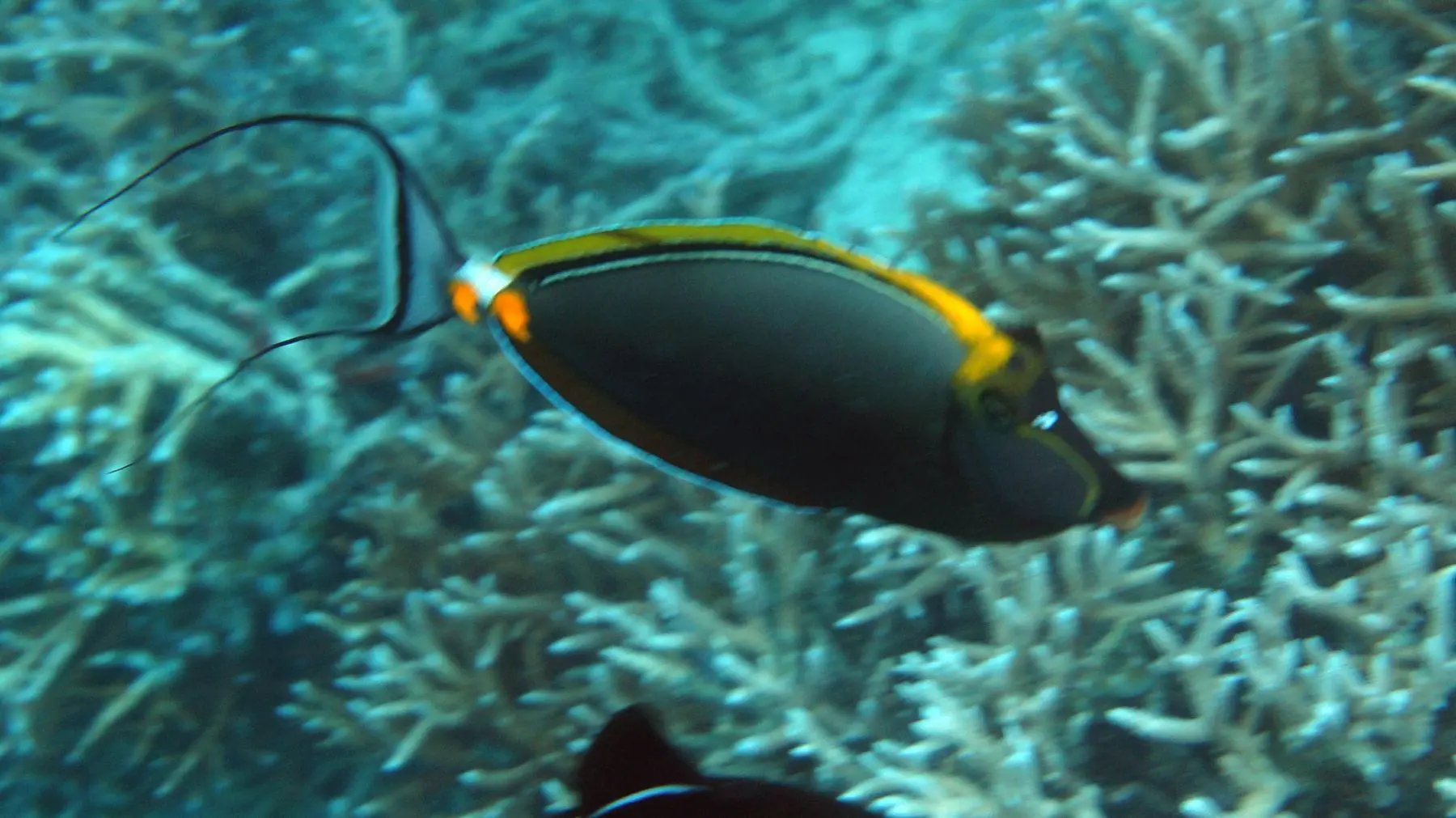 Naso elegans: Species factsheet