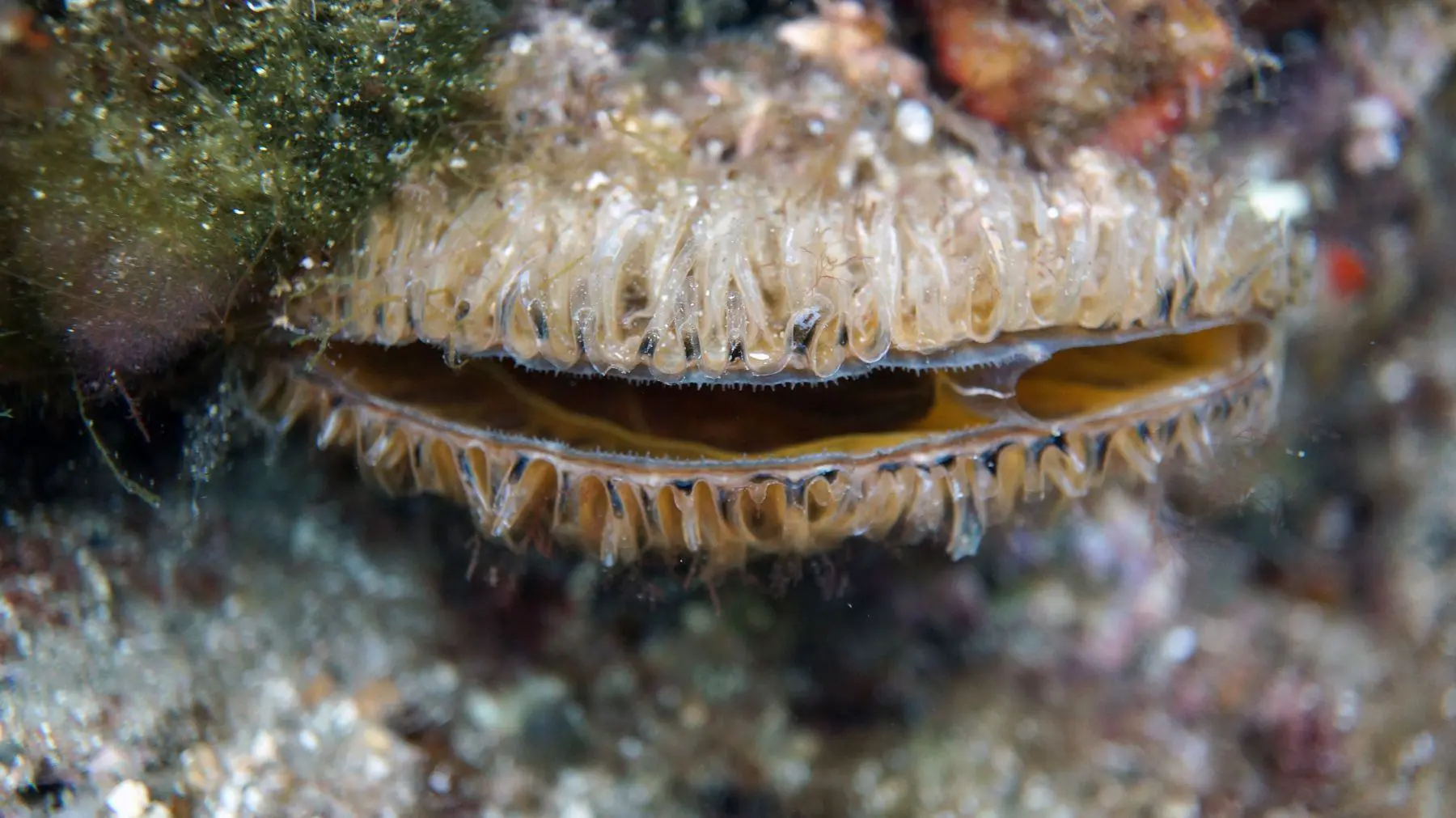 Pinna nobilis: Species factsheet