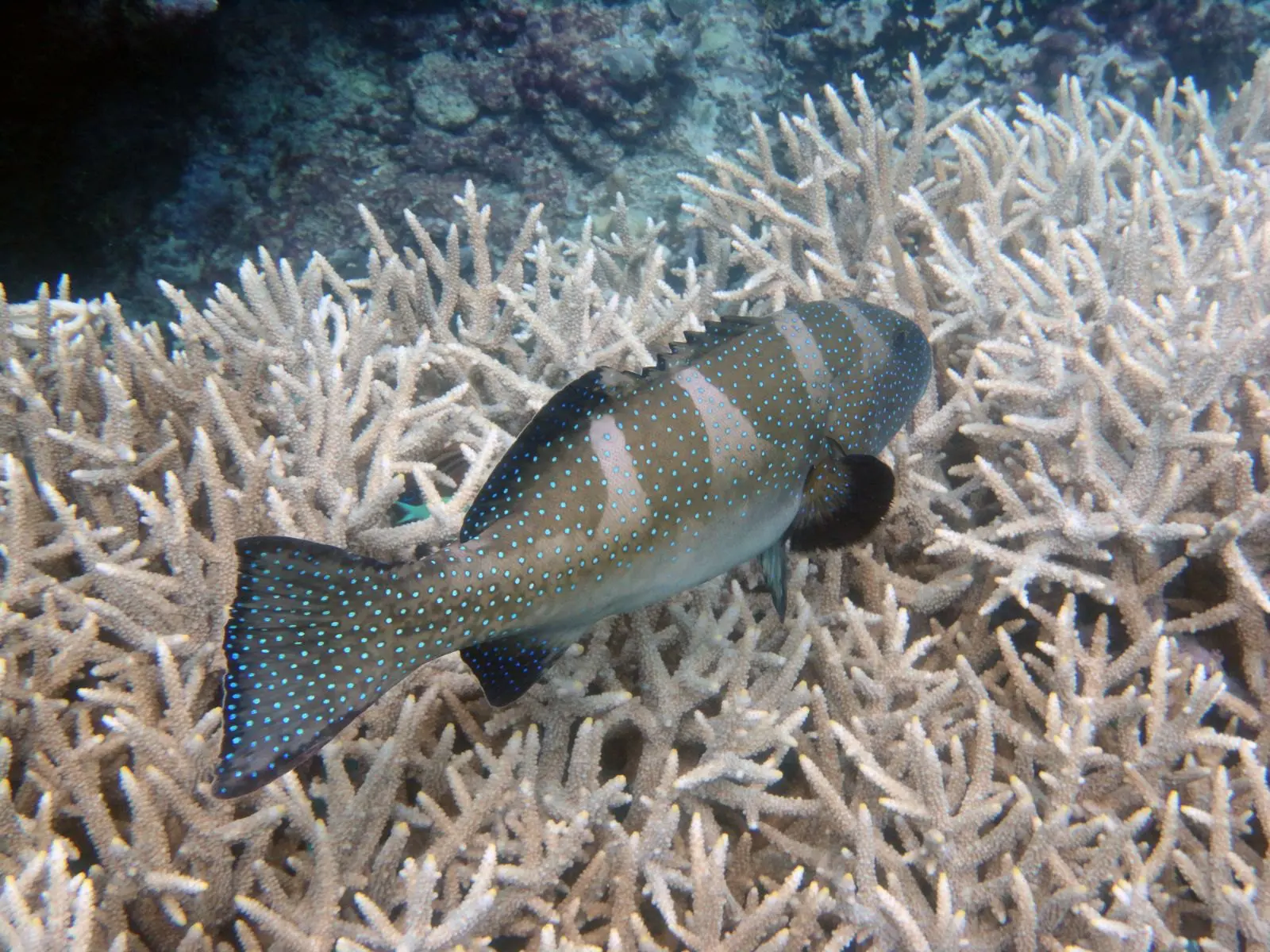 Plectropomus areolatus: Species Factsheet