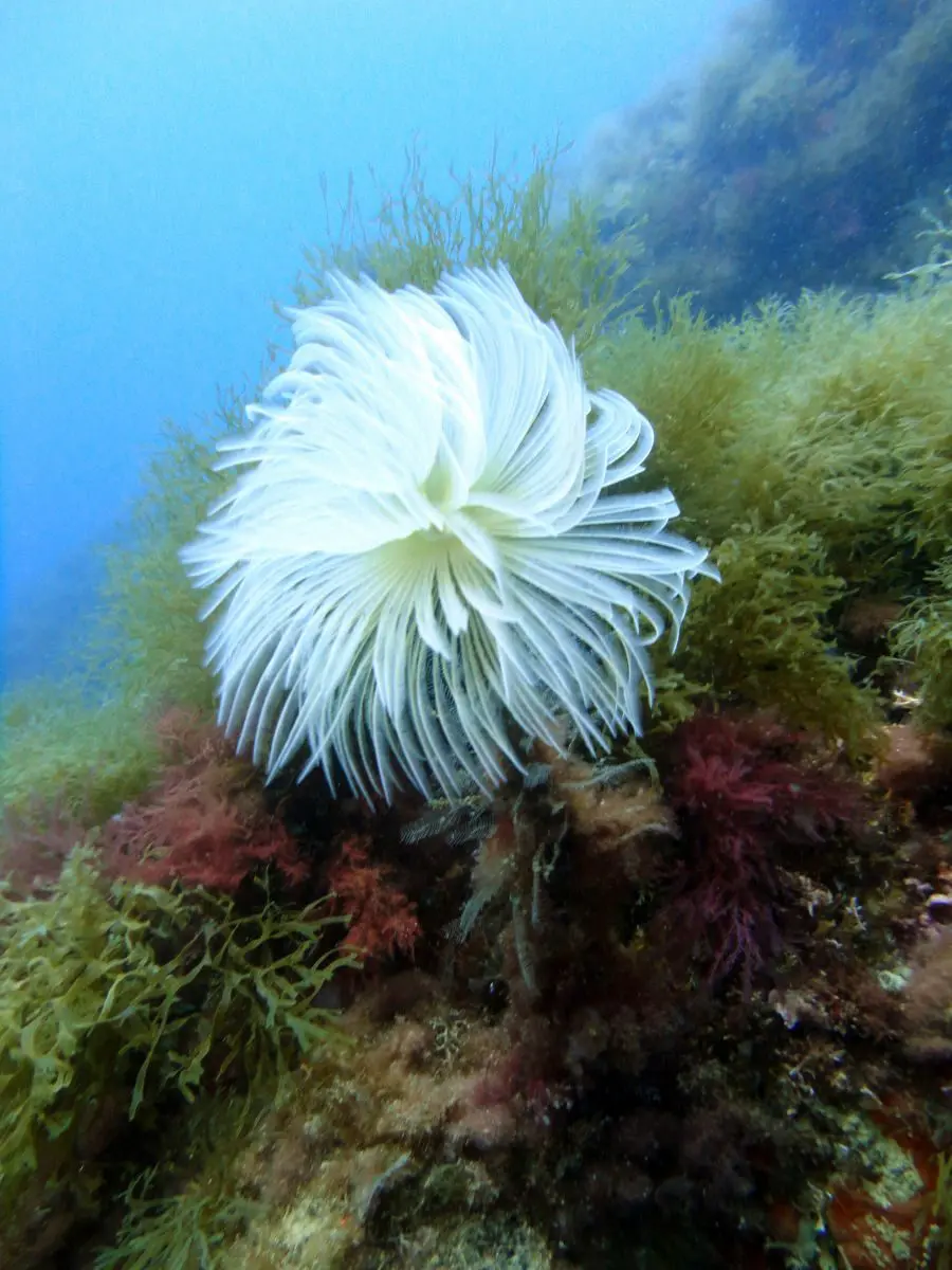Sabella spallanzanii: Ficha de especie