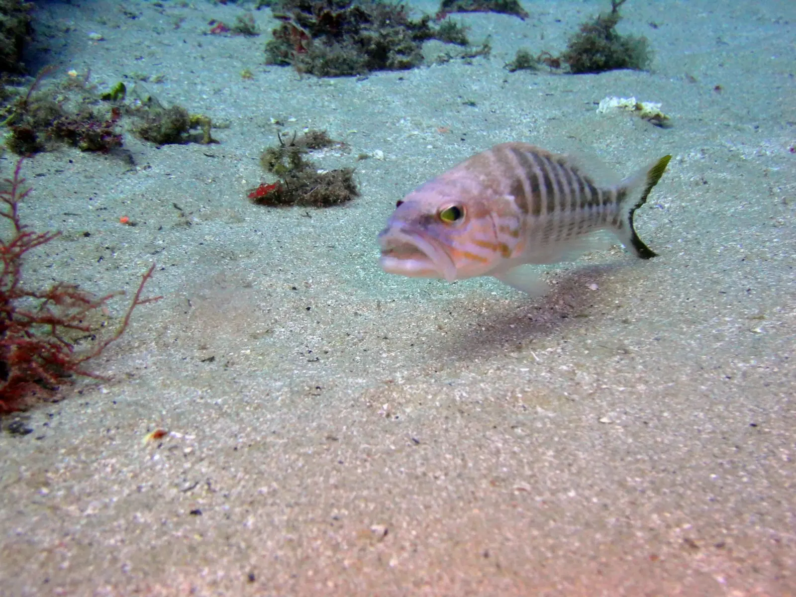 Serranus cabrilla: Species Factsheet