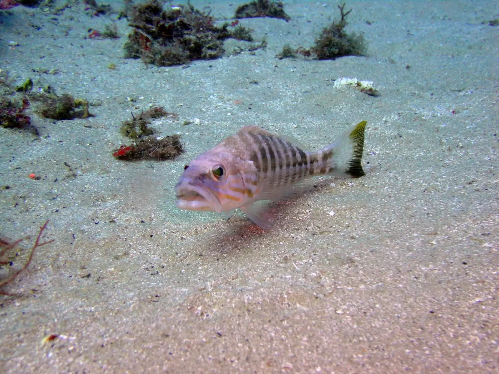 Serranus cabrilla: Species Factsheet