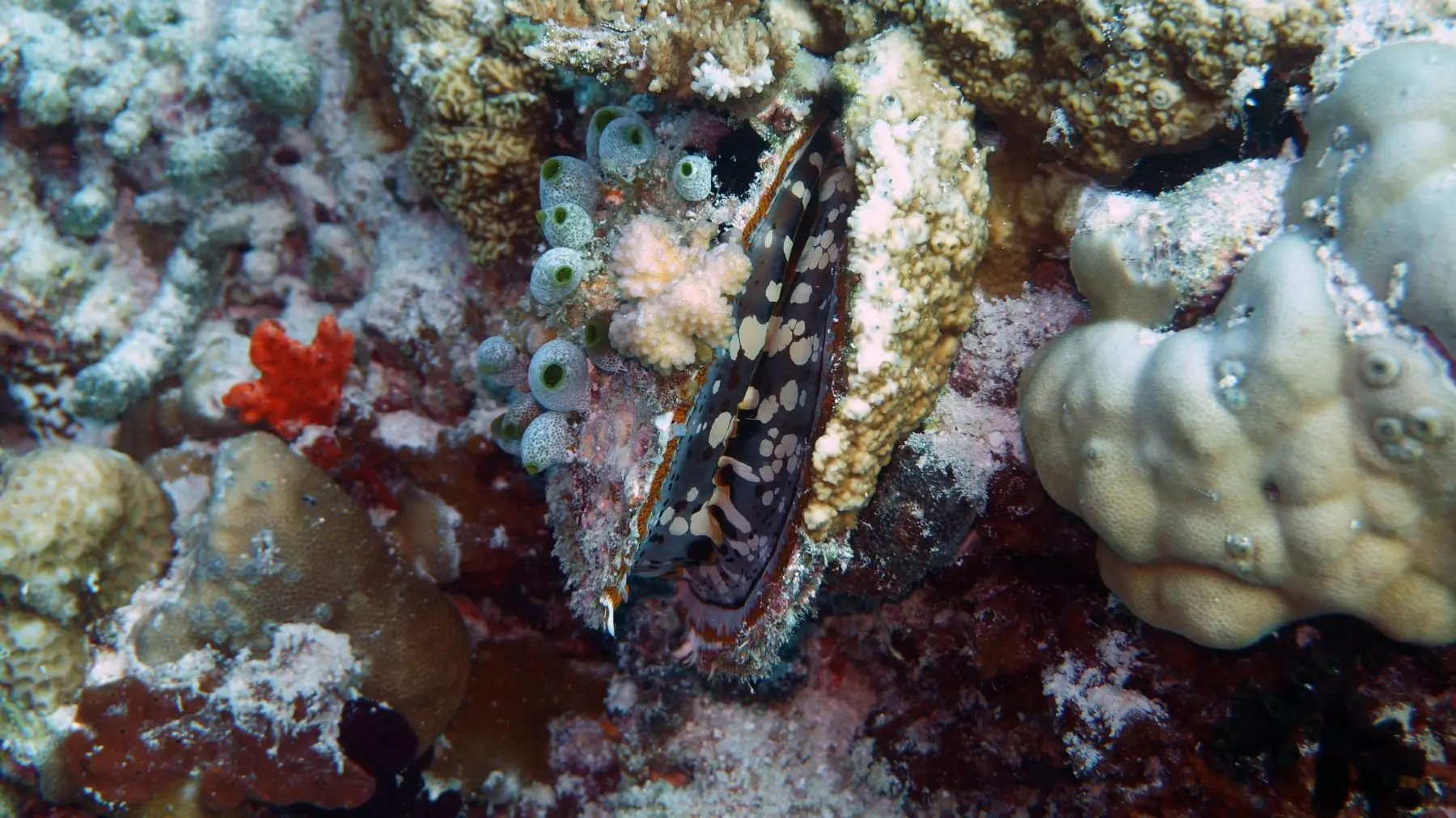 Spondylus varius: Ficha de especie