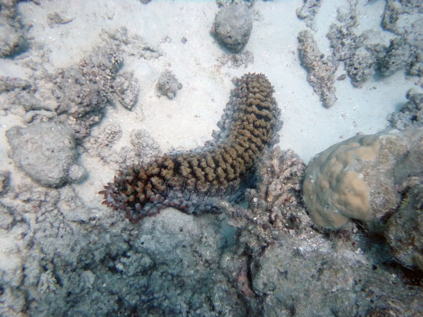 Thelenota ananas: Species Factsheet