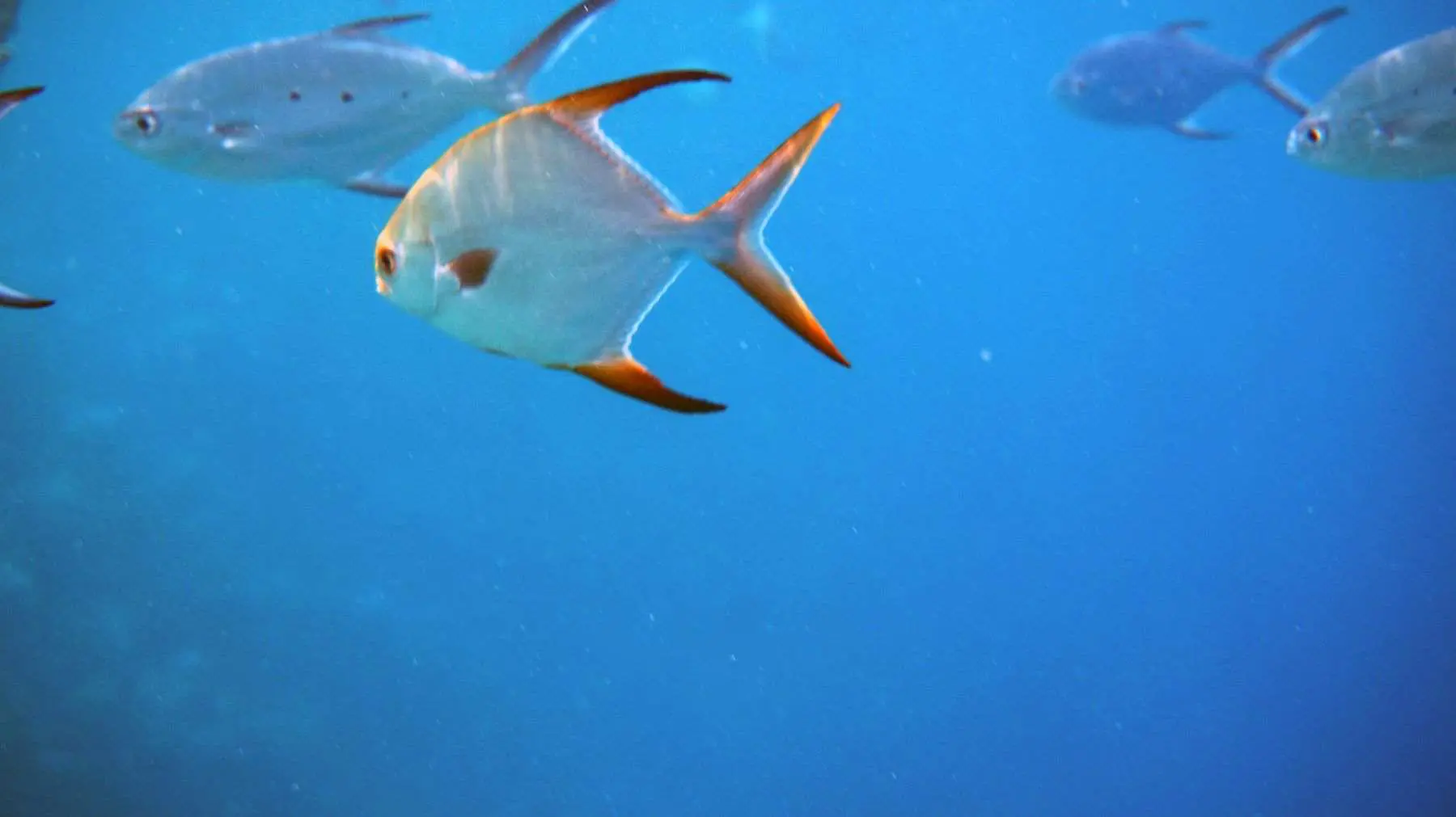 Trachinotus blochii: Species Factsheet