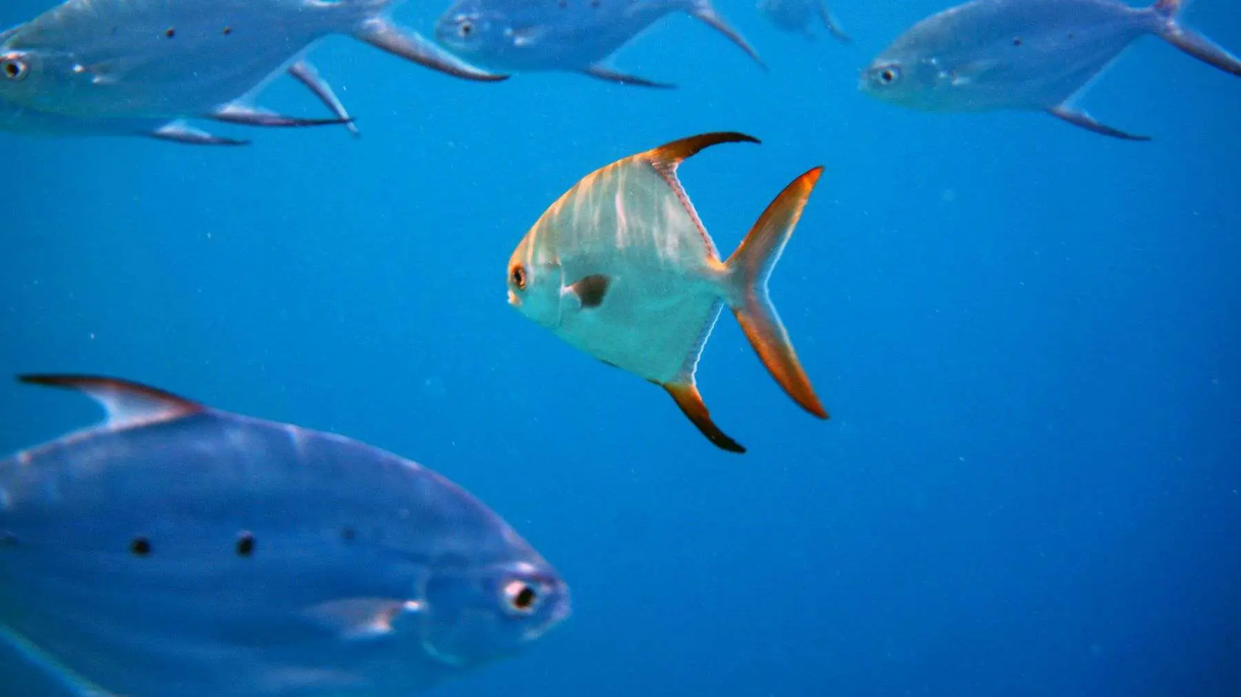 Trachinotus blochii: Species Factsheet