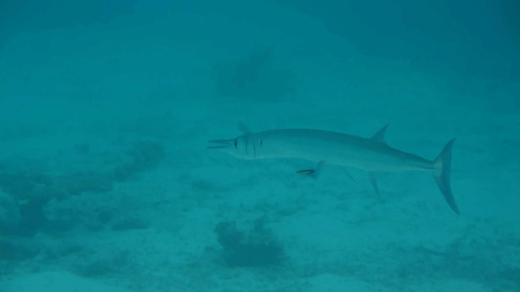 Tylosurus crocodilus: Species Factsheet