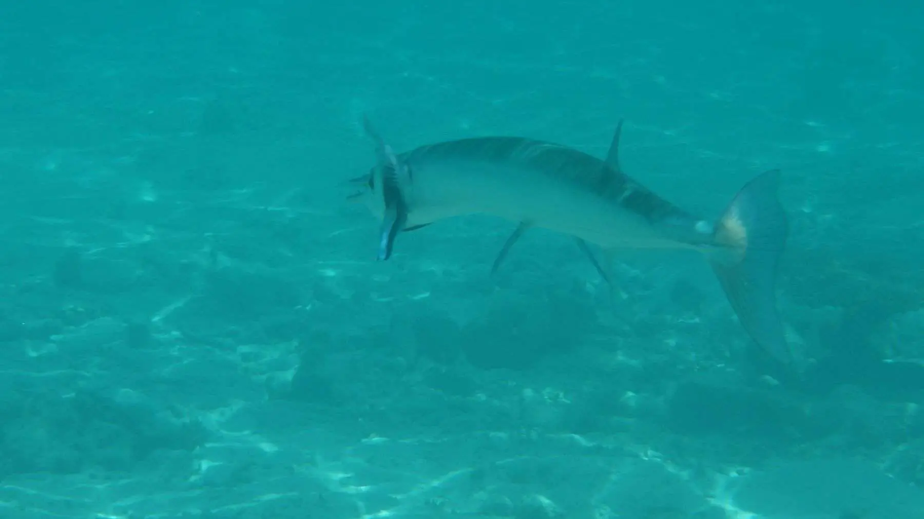 Tylosurus crocodilus: Species Factsheet