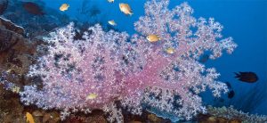 Dendronephthya spp – Species profile, features and distribution