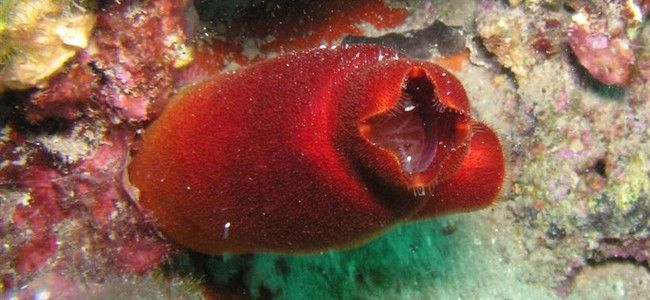 Tunicates – Classification, features and species