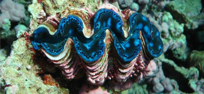 Bivalvos – Clasificación, características y especies