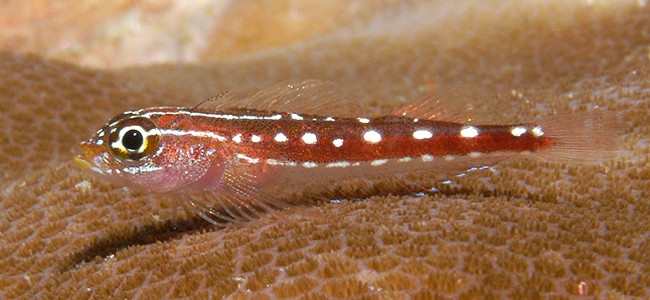 Perciformes – Classification, features and species