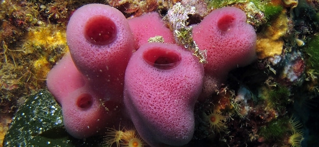 Calcareous Sponges – Classification, features and species