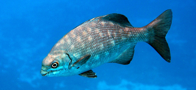 Perciformes – Classification, features and species