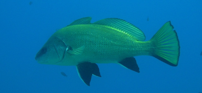 Perciformes – Classification, features and species